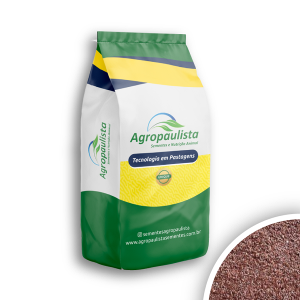 Panicum Maximum Massai – Agropaulista